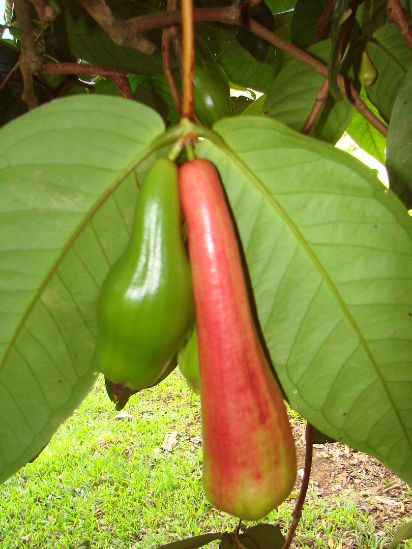 Polynesian_Produce_Stand